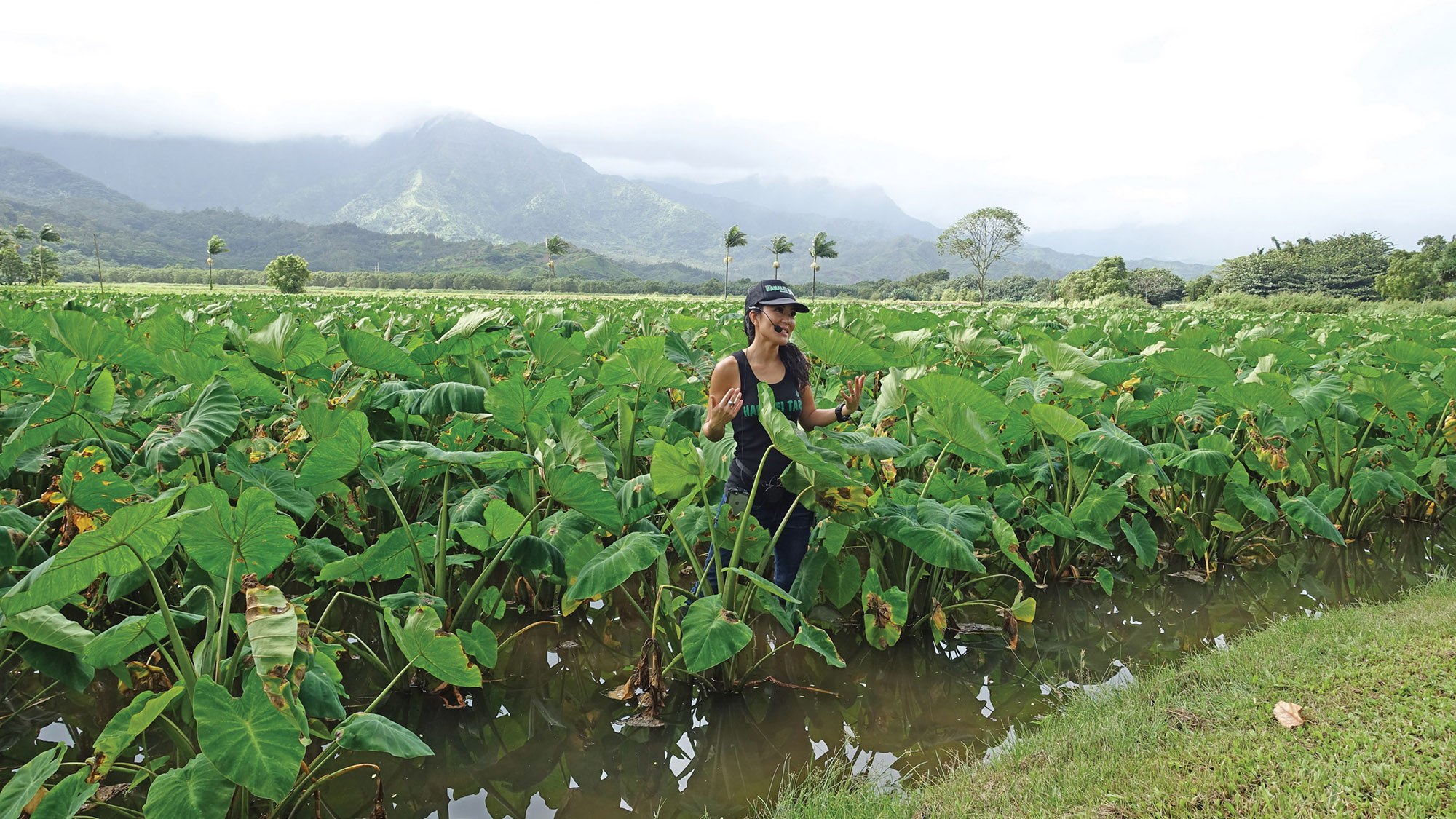 Hawaii agritourism taking root for next generation: Travel Weekly